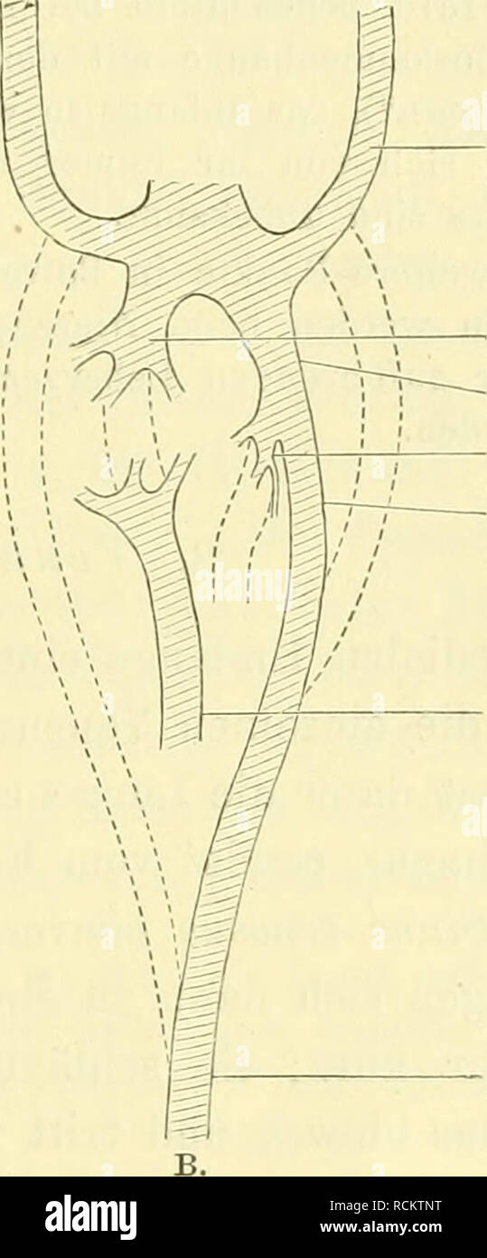 Lebervenen hi-res stock photography and images - Alamy