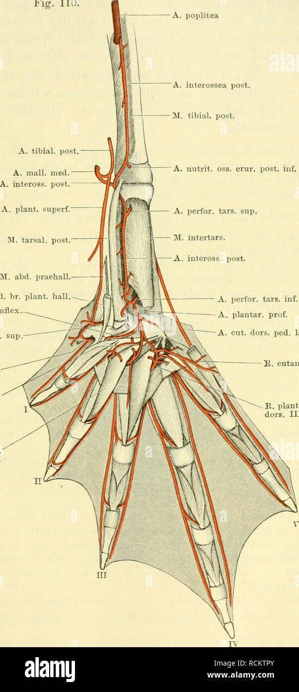 Poplitea hi-res stock photography and images - Alamy