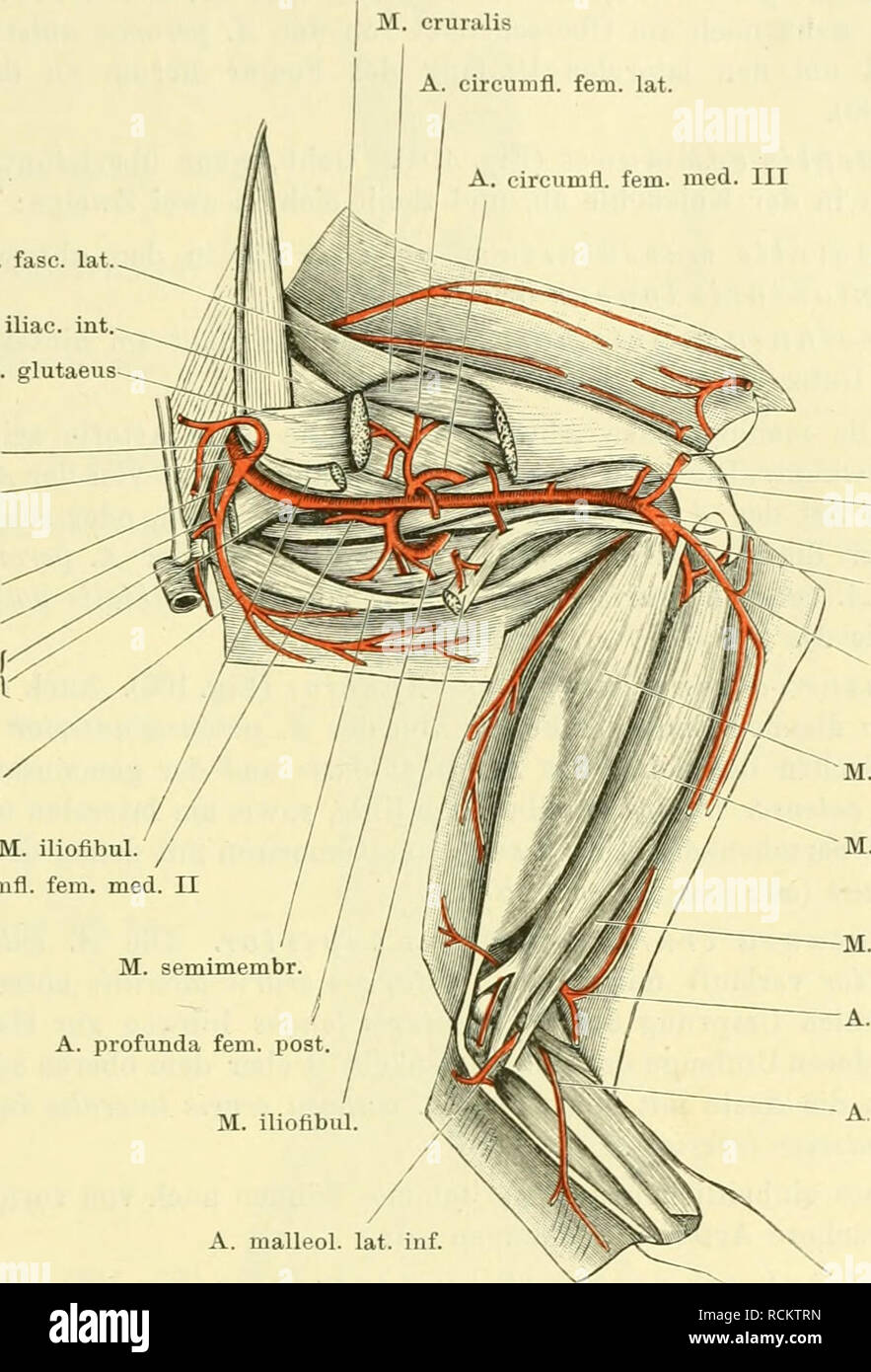 Anatomie des unterschenkels hi-res stock photography and images - Alamy
