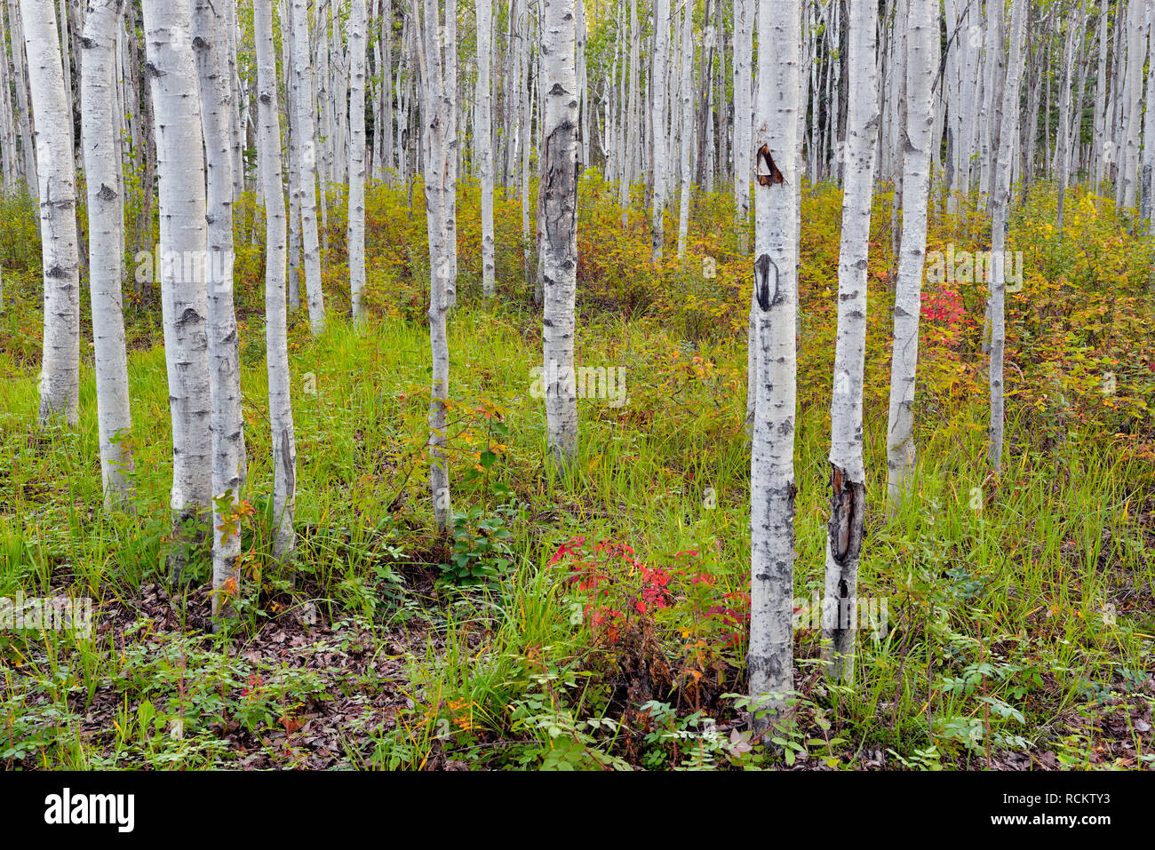 Providence fall foliage hi-res stock photography and images - Alamy
