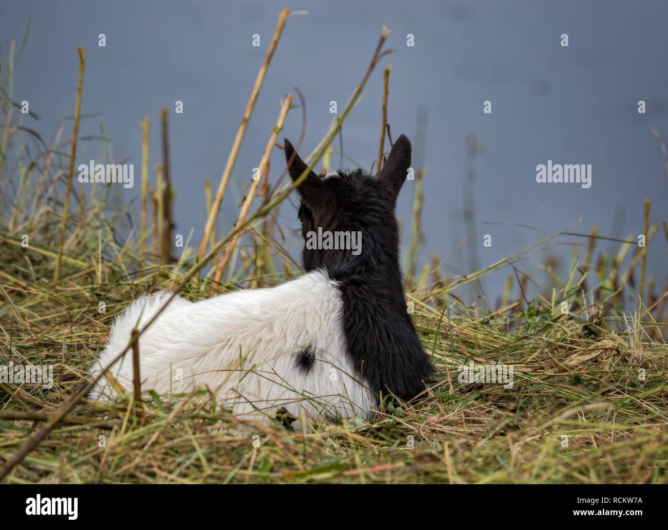 baby goat resting by the river Stock Photo - Alamy