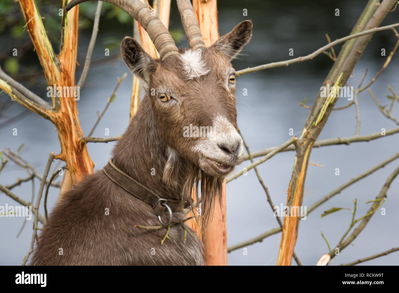 Friendly Goat High Resolution Stock Photography and Images - Alamy