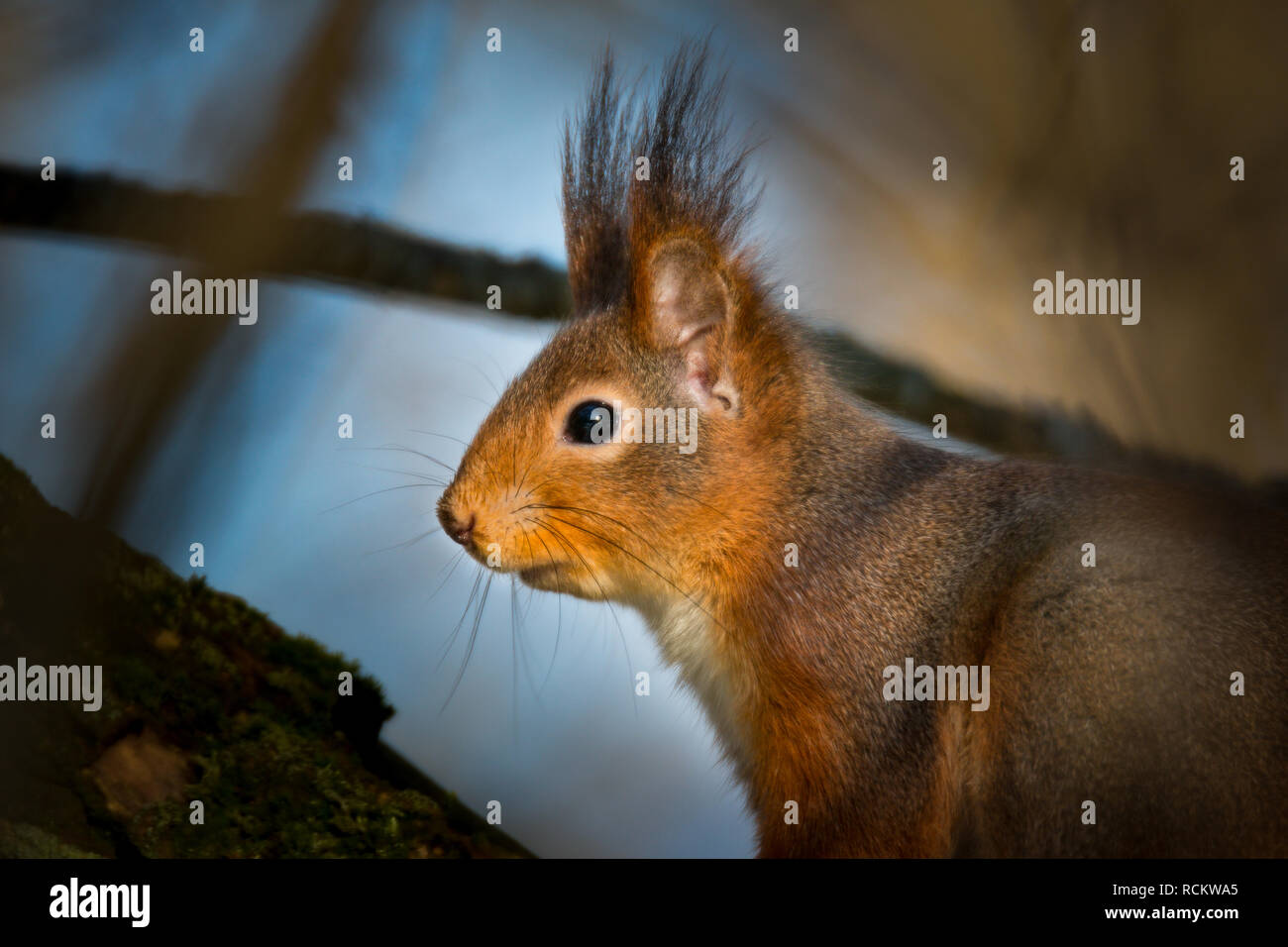 portrait of cute little squirrel Stock Photo - Alamy