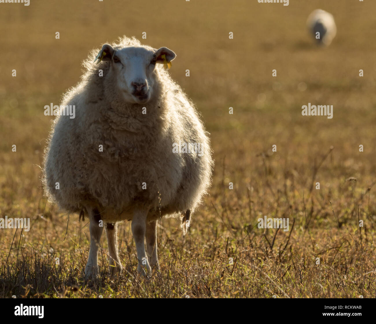 Camera backlight hi-res stock photography and images - Alamy