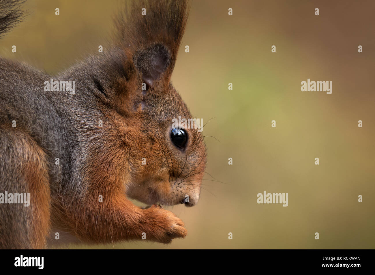 portrait of cute little squirrel Stock Photo - Alamy