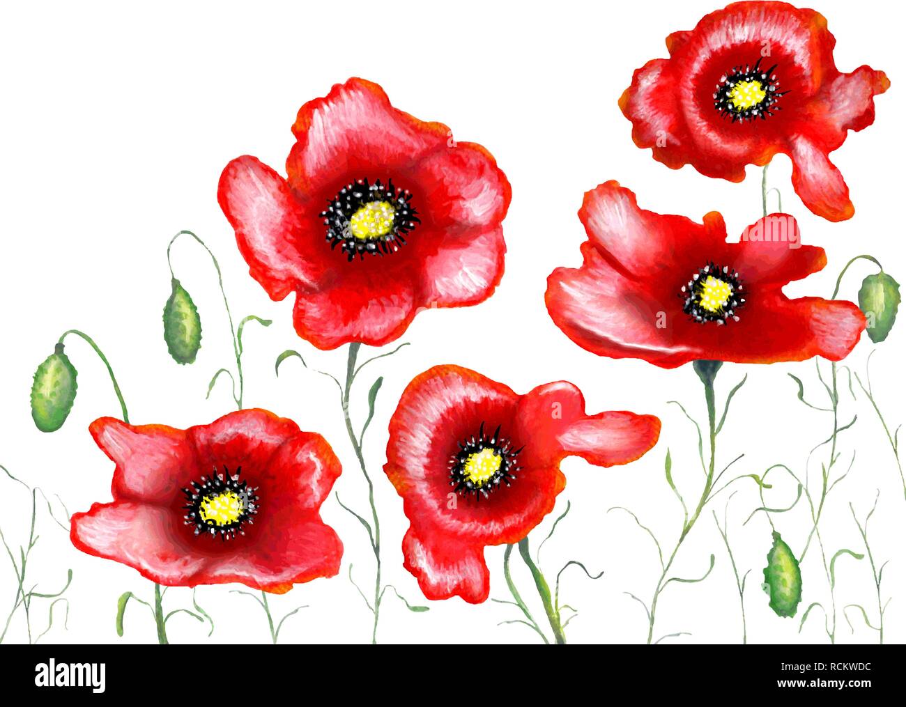 Poppy vector vectors hi-res stock photography and images - Alamy