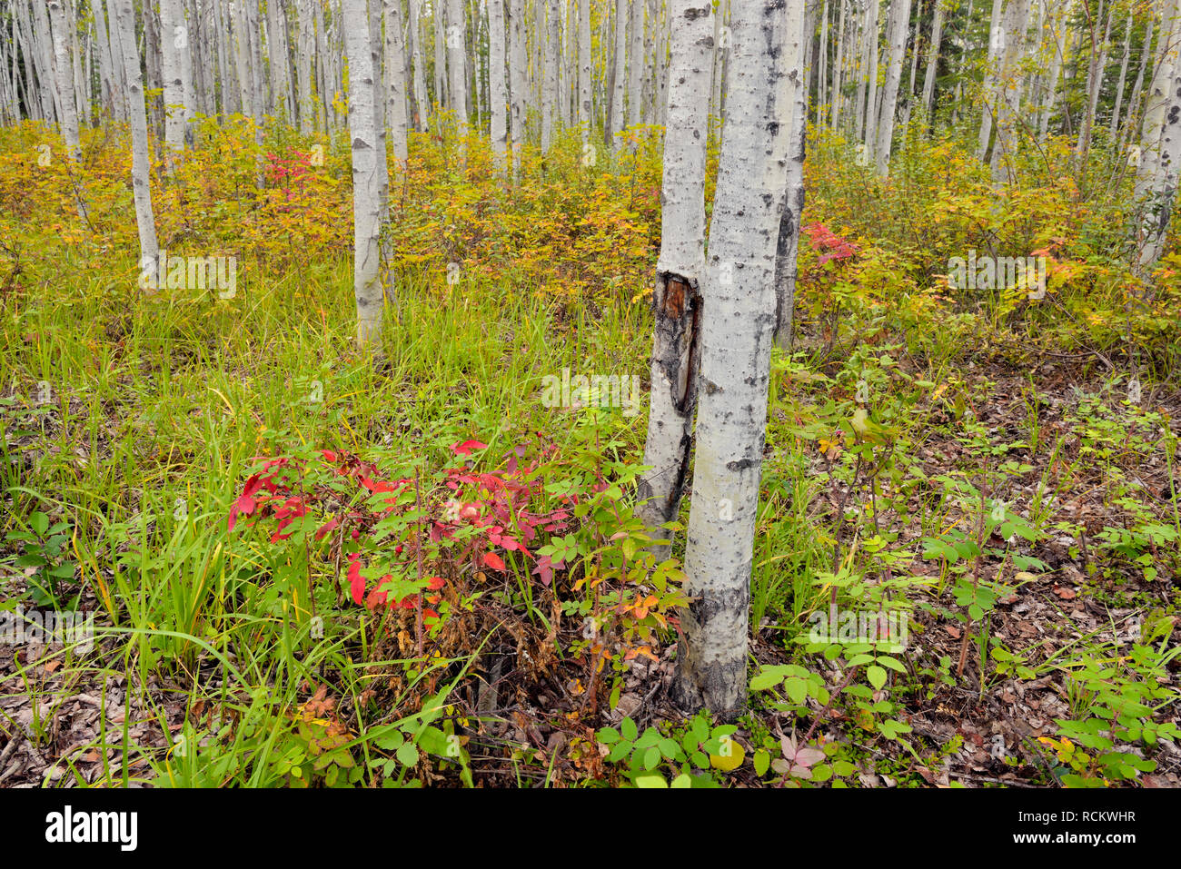 Providence fall foliage hi-res stock photography and images - Alamy