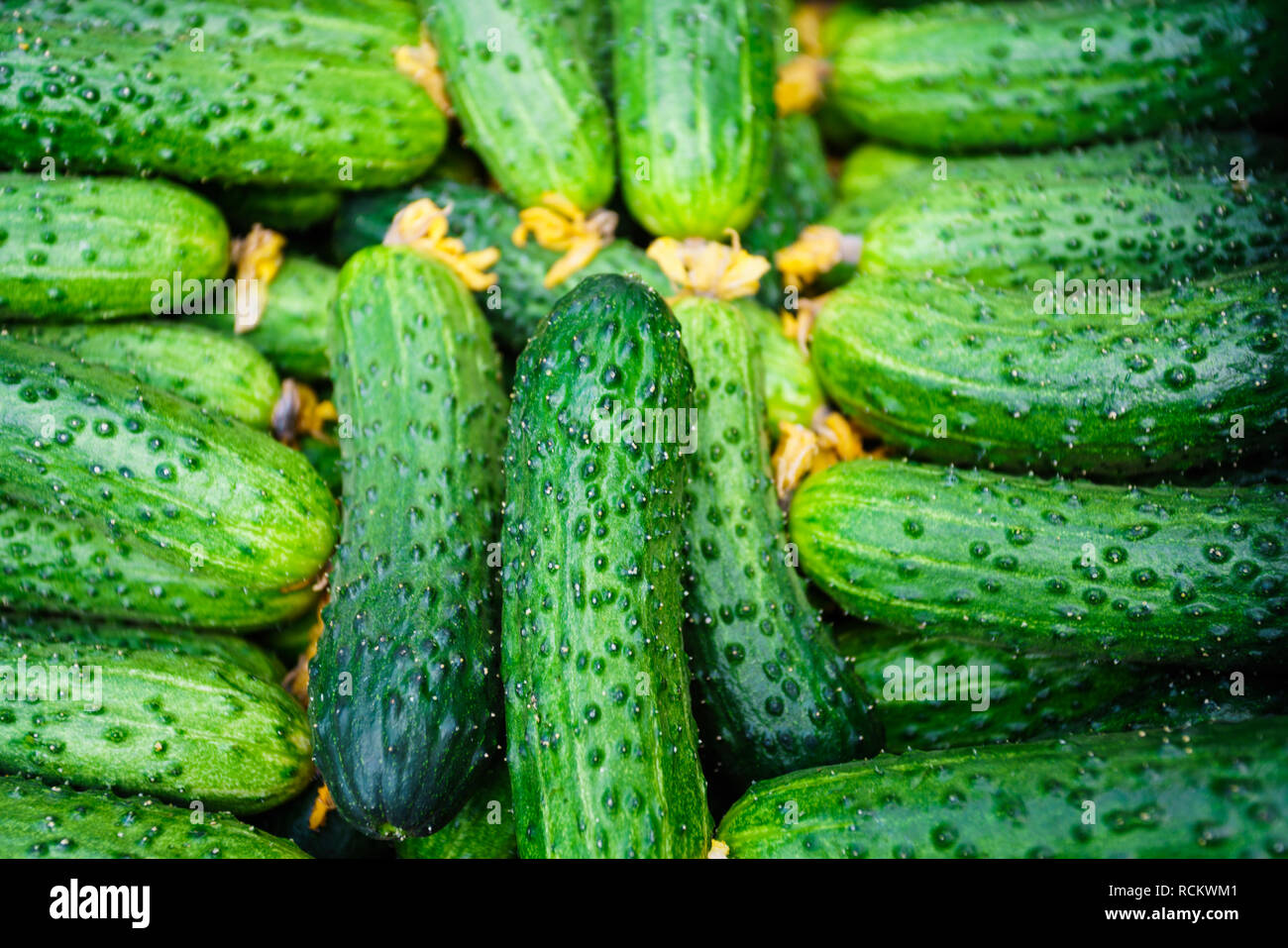 Fresh green cucumber. Cucumber background Stock Photo - Alamy
