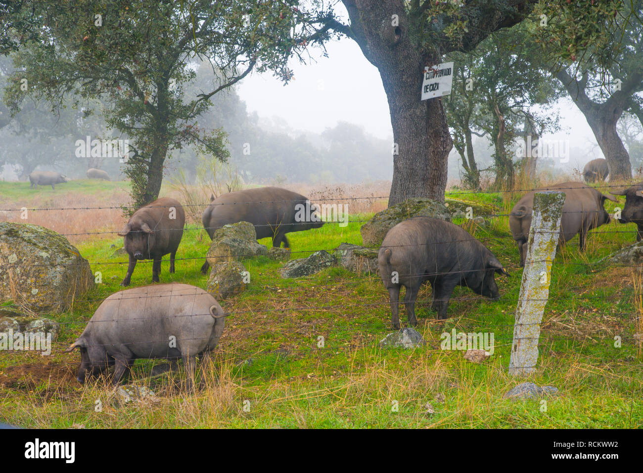 Pigs hi-res stock photography and images - Alamy