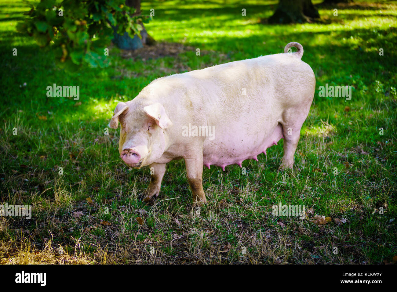 pig standing on a grass lawn. Healthy pig on meadow Stock Photo - Alamy