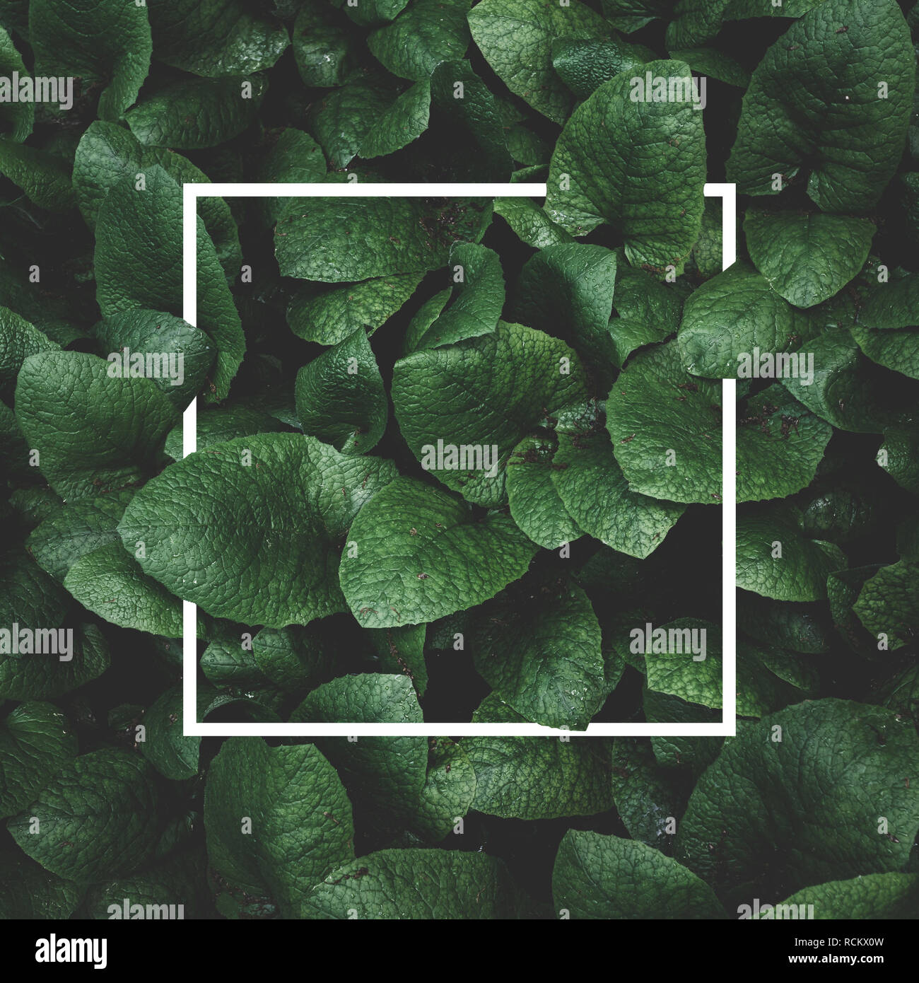 Creative layout design of green leaves and paper note Stock Photo - Alamy
