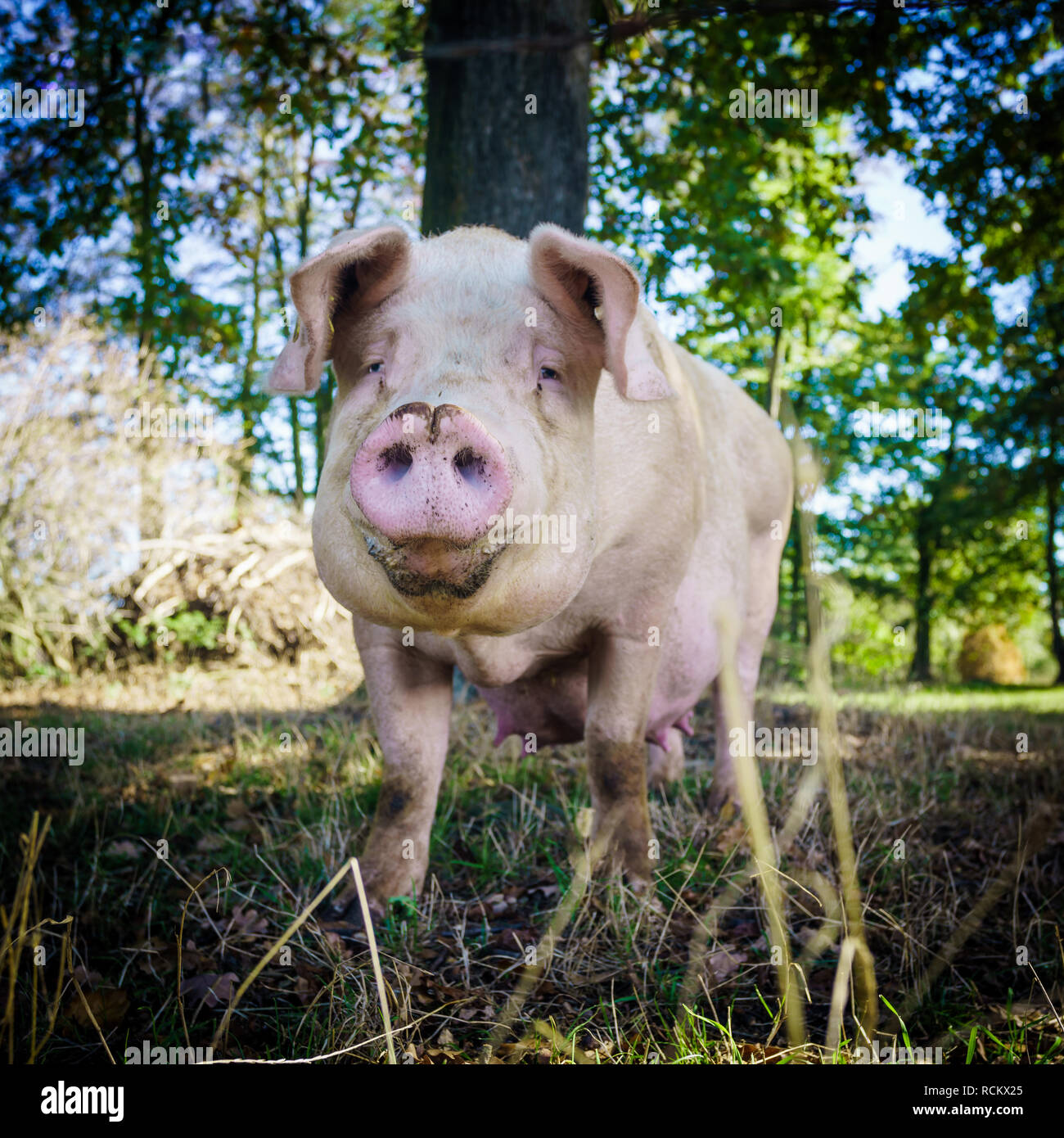 Ham house meadow hi-res stock photography and images - Alamy