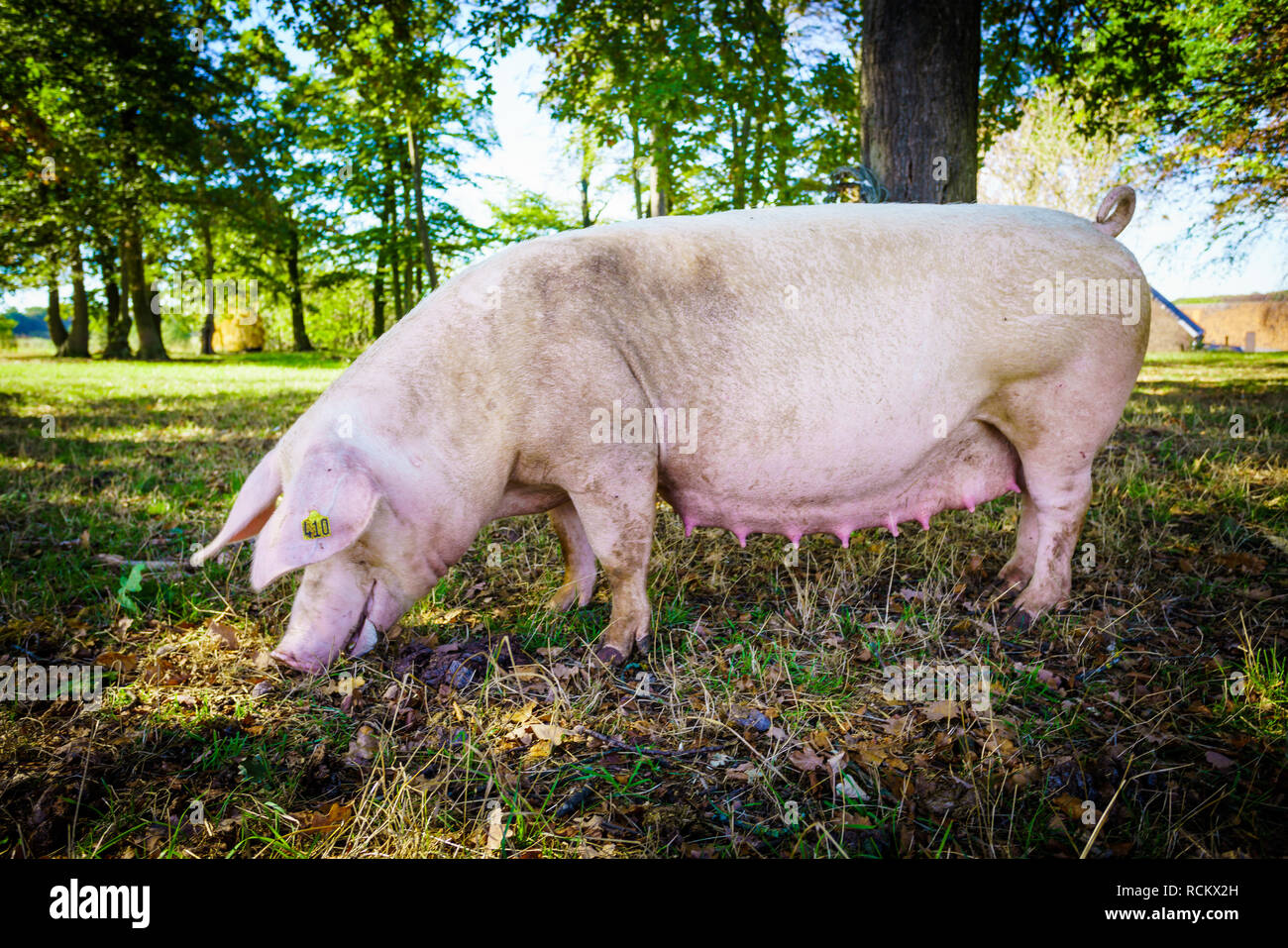 pig eats grass in a meadow Stock Photo - Alamy