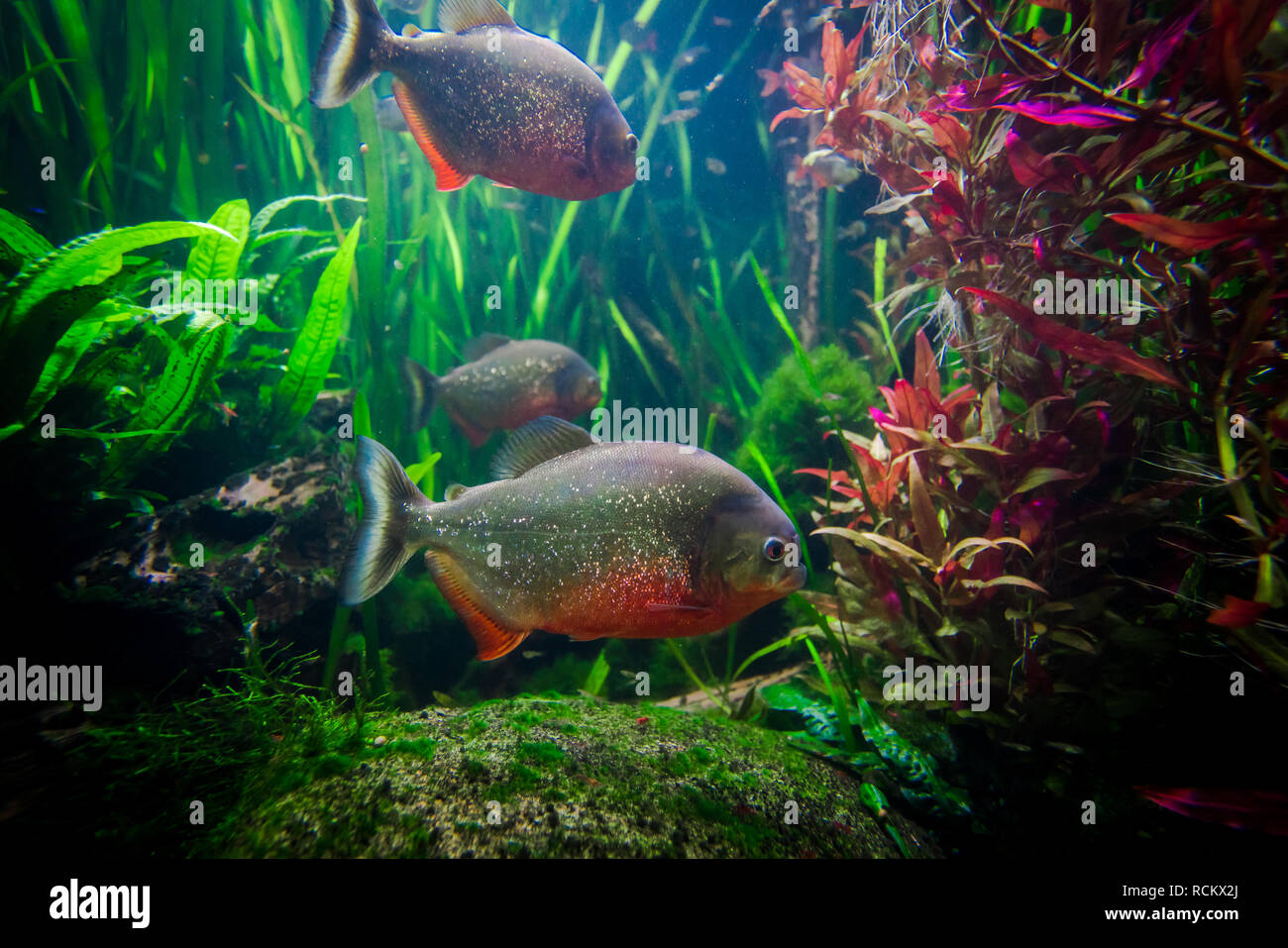 Piranha fish underwater close hi-res stock photography and images - Alamy