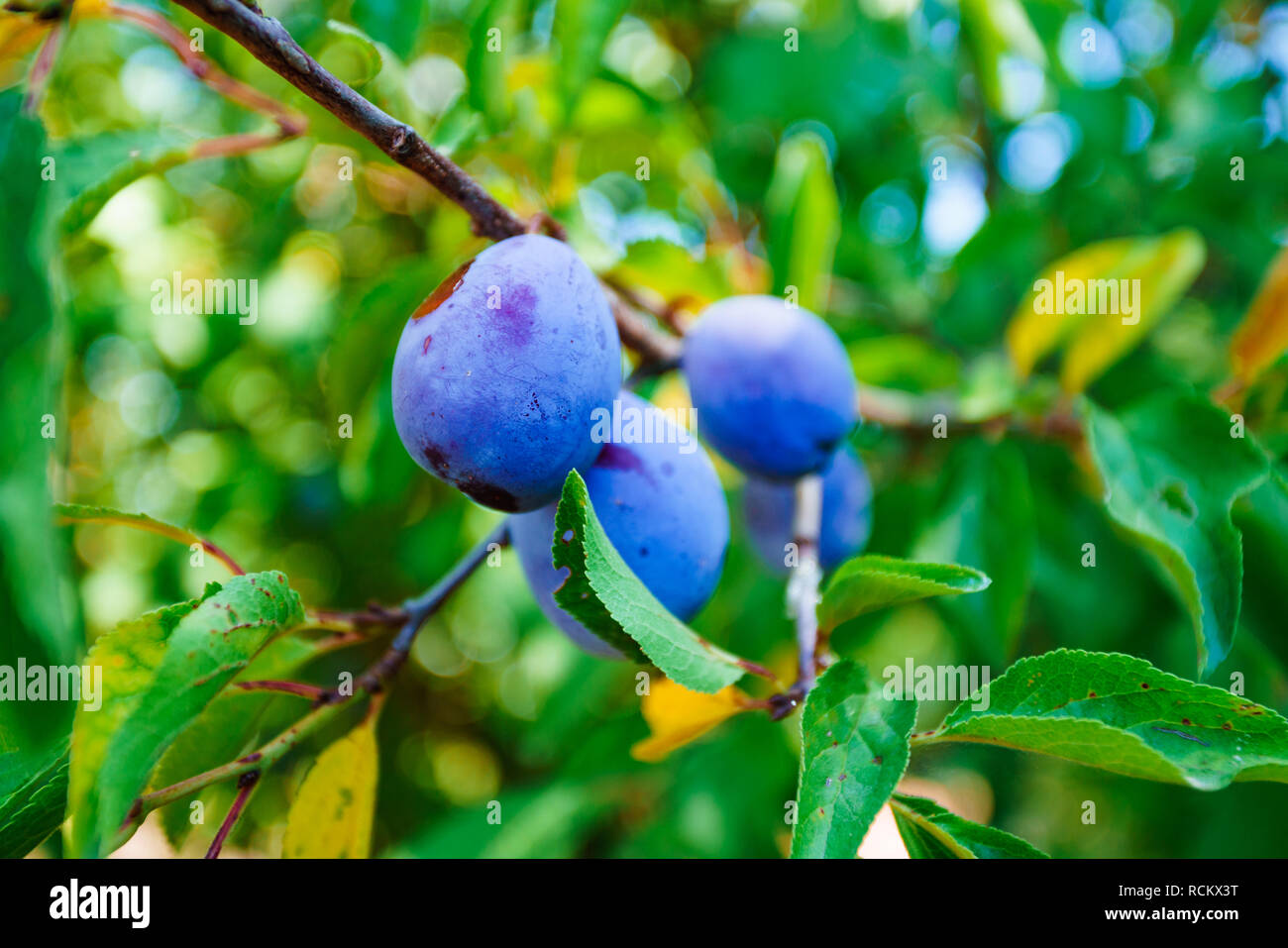 Italian prune plums hi-res stock photography and images - Alamy