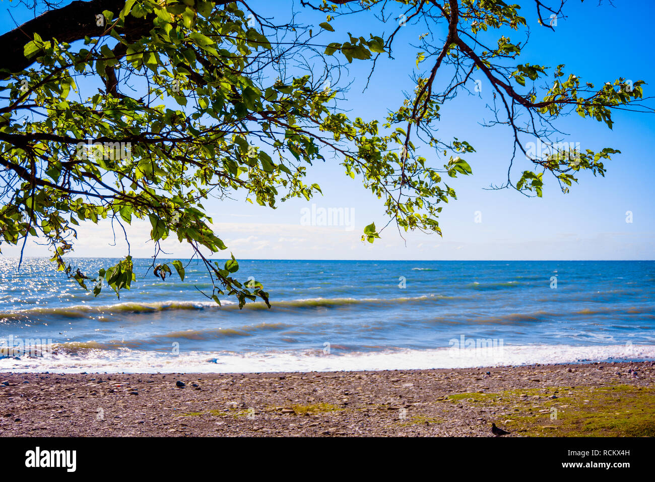 tree on the beach . seascape view Stock Photo - Alamy