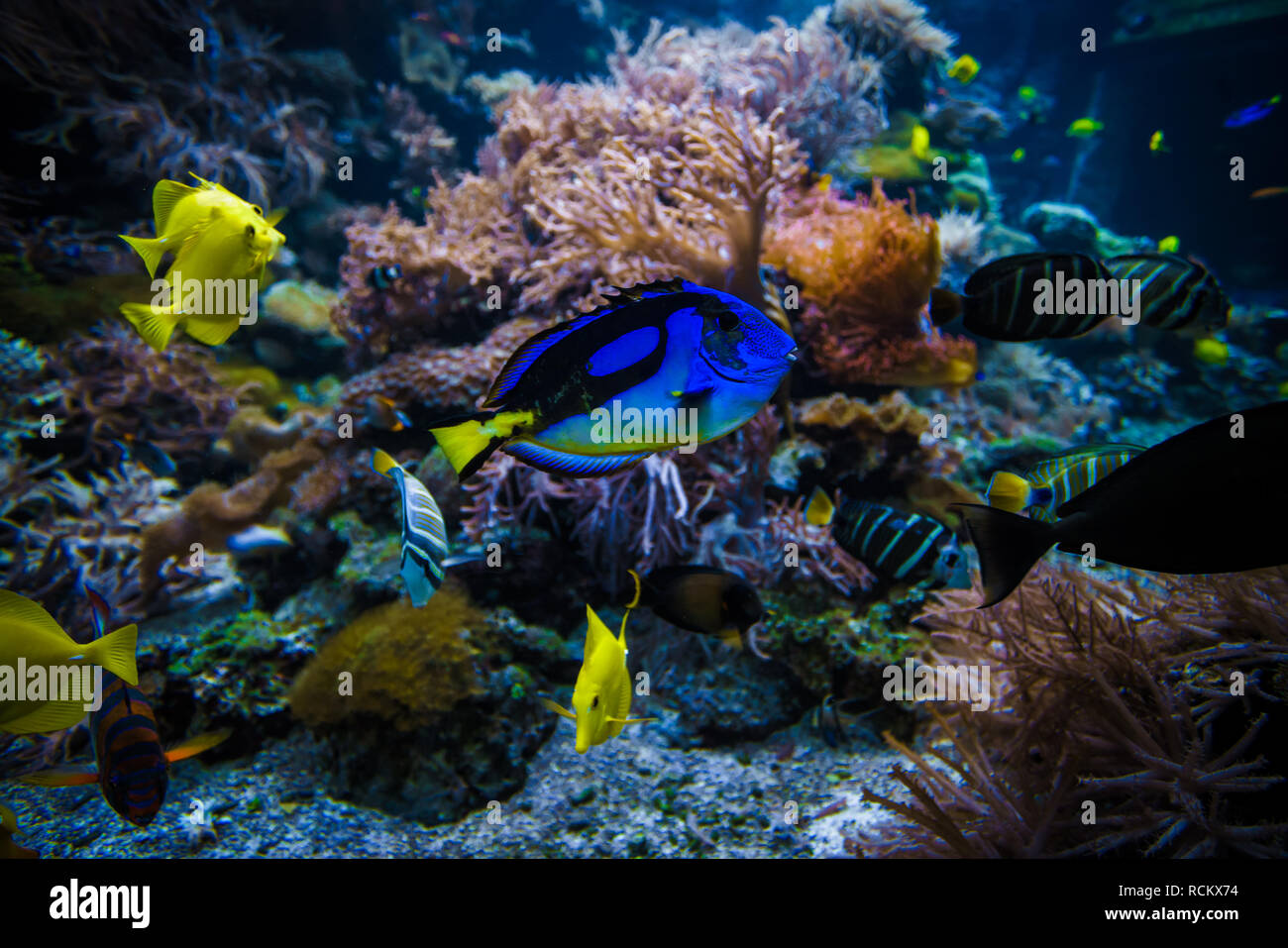 underwater coral reef landscape with colorful fish Stock Photo - Alamy
