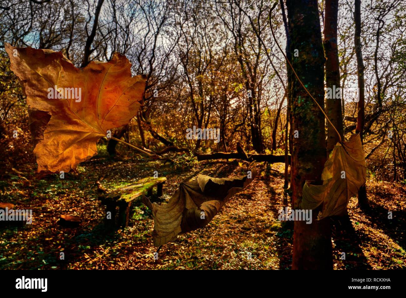 Autumn leaves falling hi-res stock photography and images - Alamy