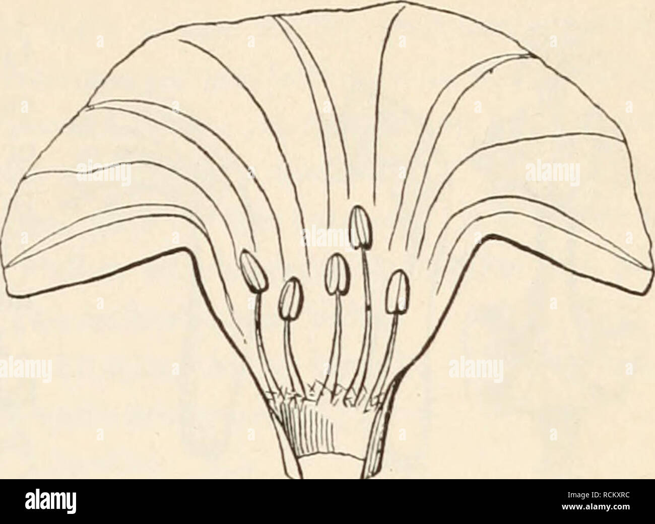 . The elements of botany for beginners and for schools. Botany. SECTION ...