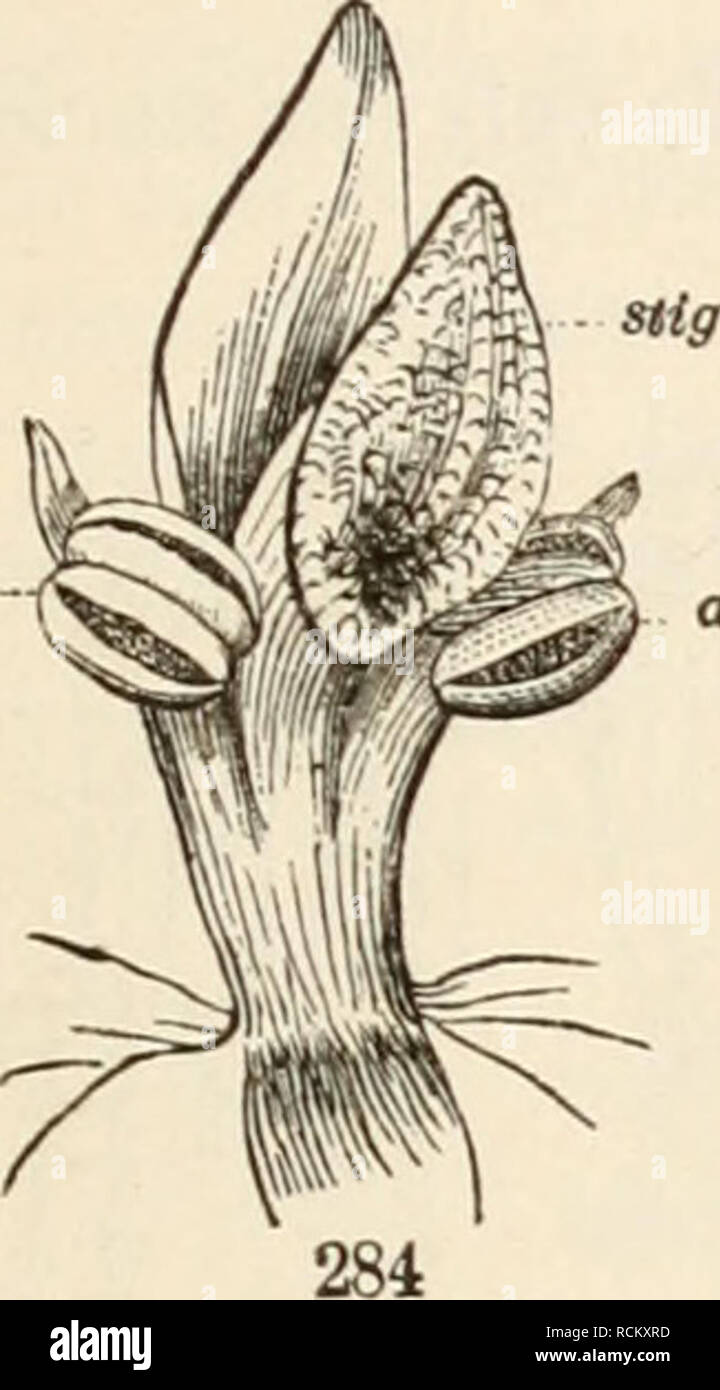 . The elements of botany for beginners and for schools. Botany. 282 ...