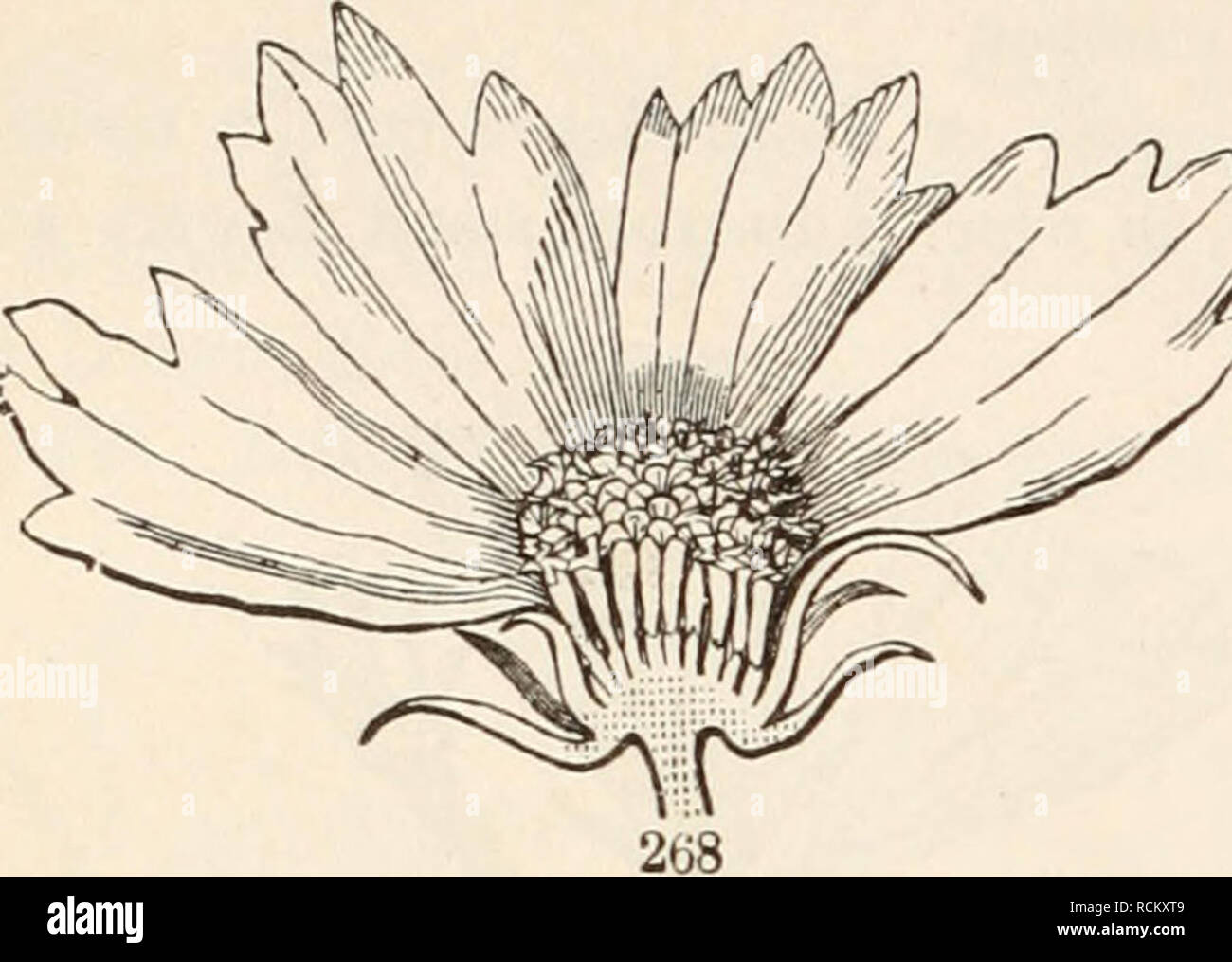 Tubular base to corolla hi-res stock photography and images - Alamy