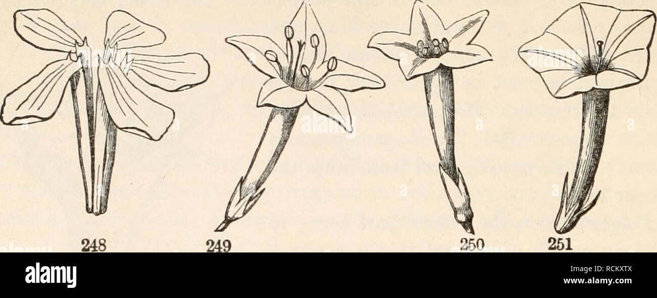 . The elements of botany for beginners and for schools. Botany. 90 ...