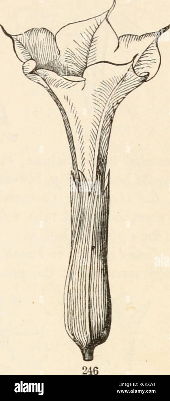 Polypetalous High Resolution Stock Photography and Images - Alamy