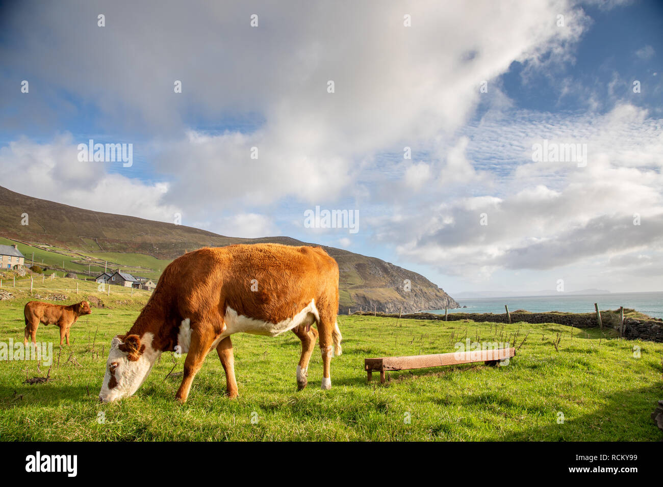 Irish cow hi-res stock photography and images - Alamy