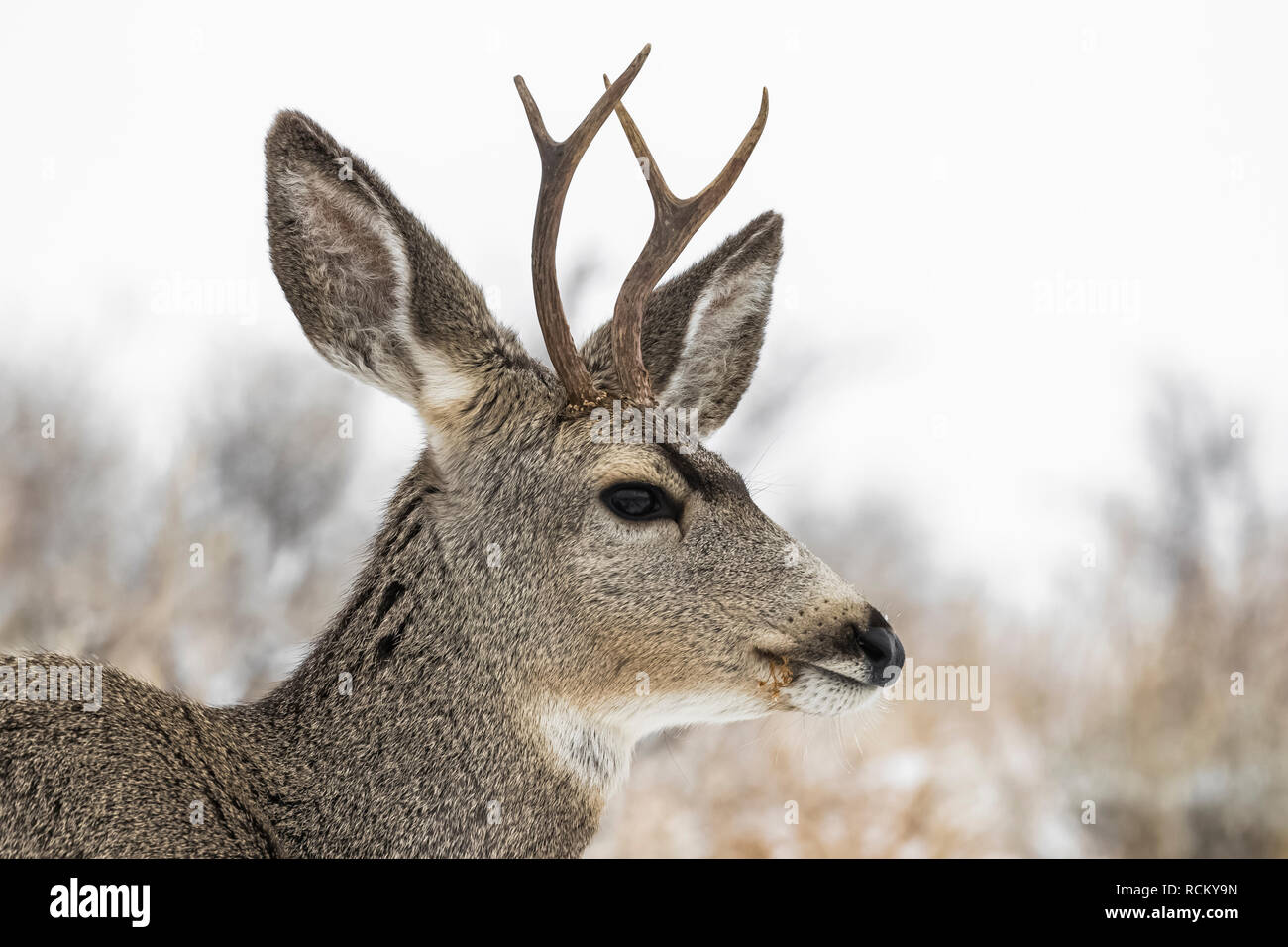 Mule deer in the badlands hi-res stock photography and images - Alamy