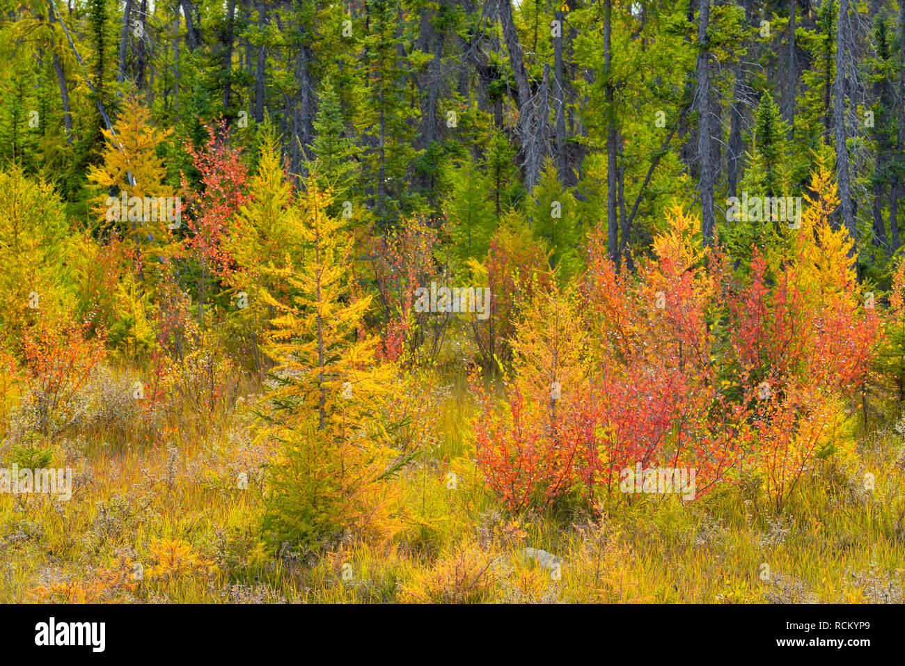 Dwarf birch, larch and spruce in a boggy wetland, along Hwy 1, Kakisa ...