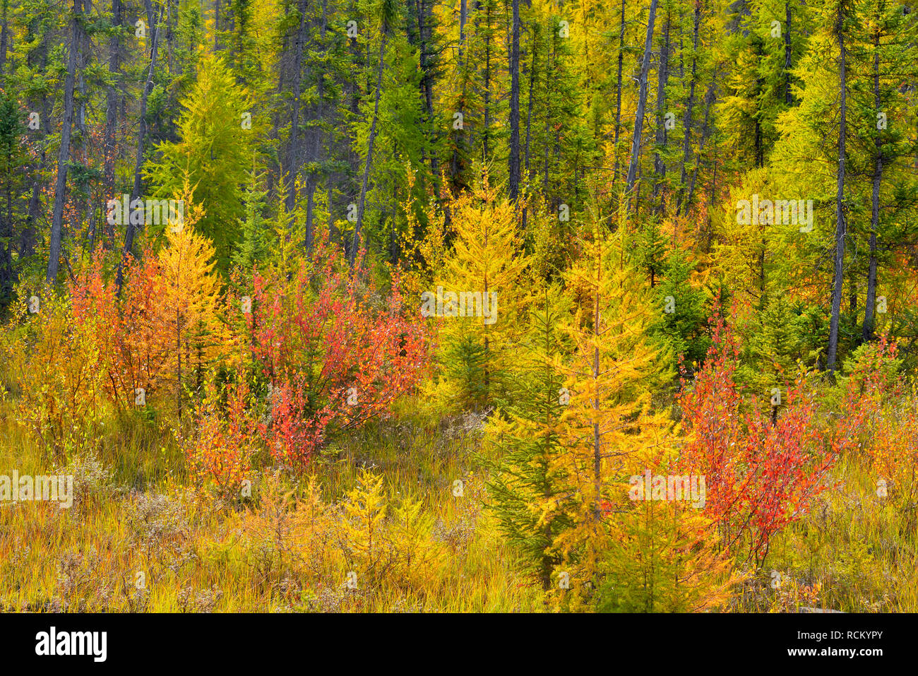 Dwarf birch, larch and spruce in a boggy wetland, along Hwy 1, Kakisa ...