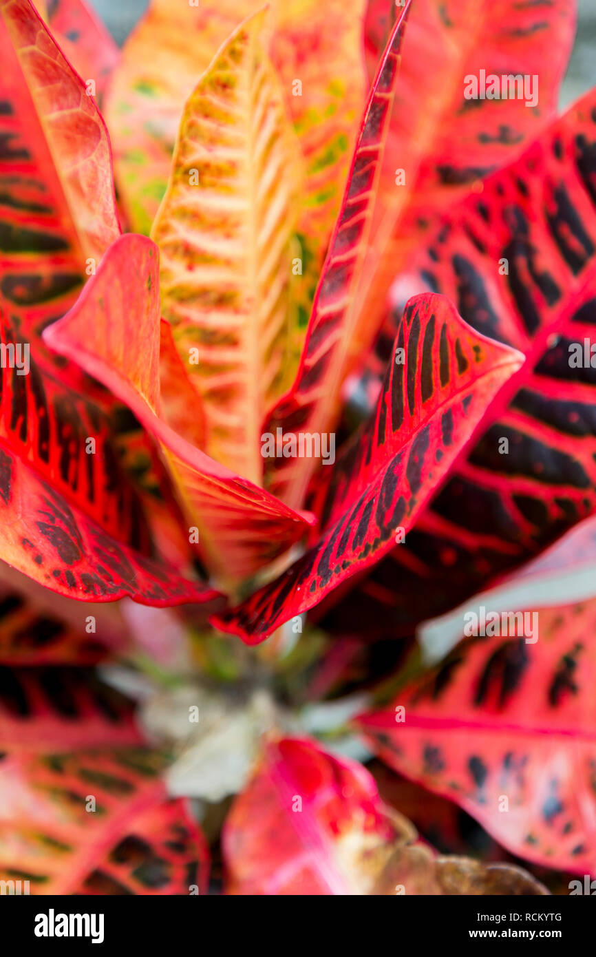 Fire croton the red hi-res stock photography and images - Alamy