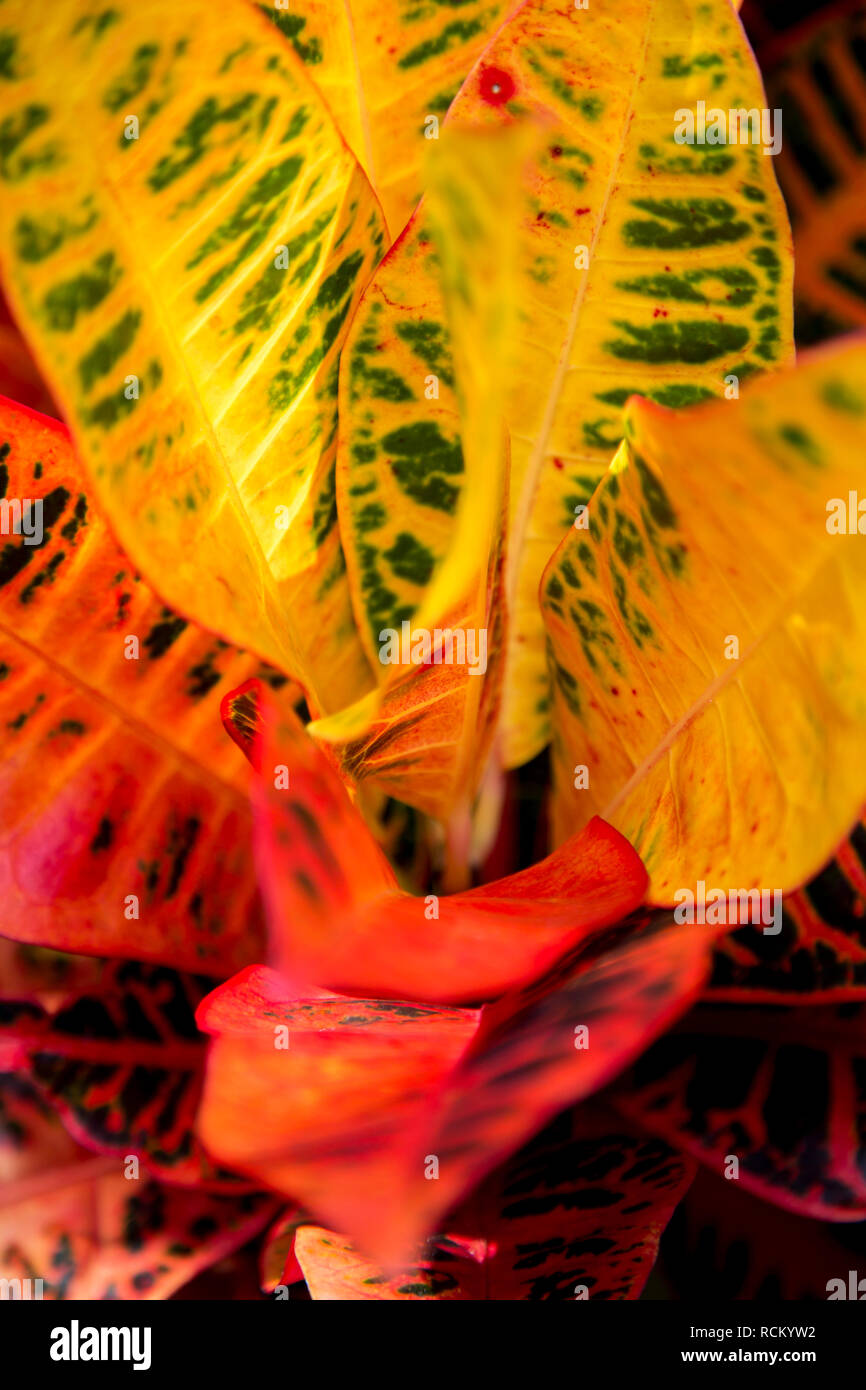 Red croton leaf hi-res stock photography and images - Alamy