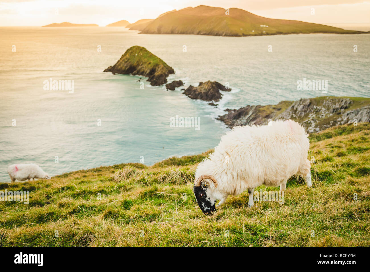 Irish sheep hi-res stock photography and images - Alamy