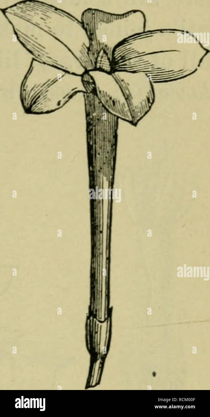 . Elements of botany. Plants. STRUCTURE OF THE FLOWER AND ITS ORGANS ...