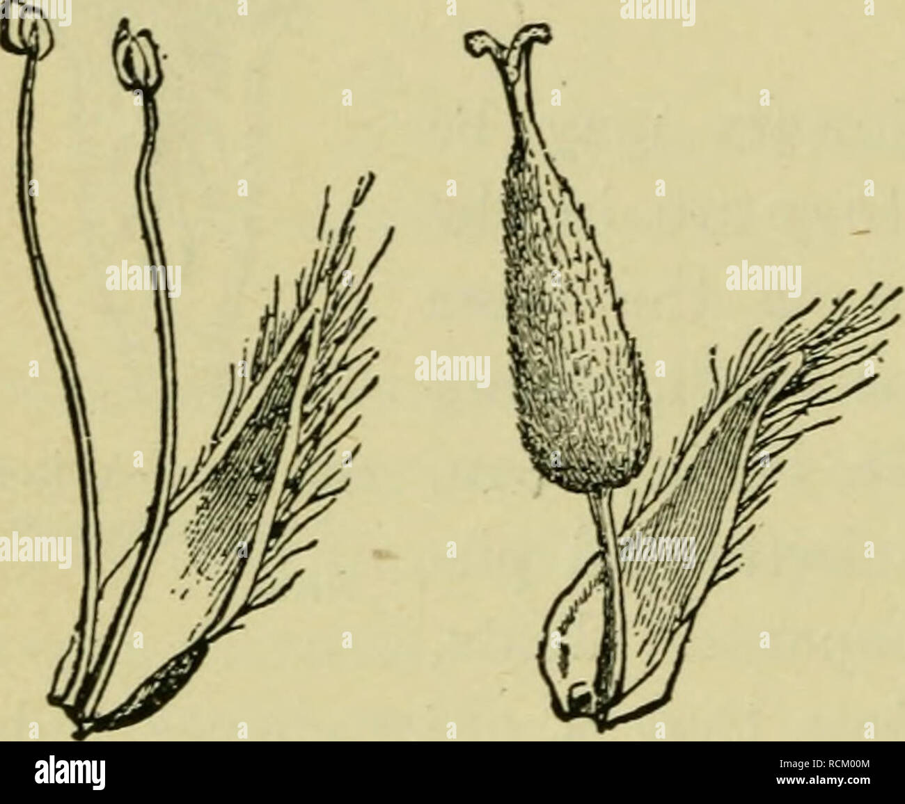 . Elements of botany. Plants. 146 ELEMENTS OF BOTANY. 180. Union of ...