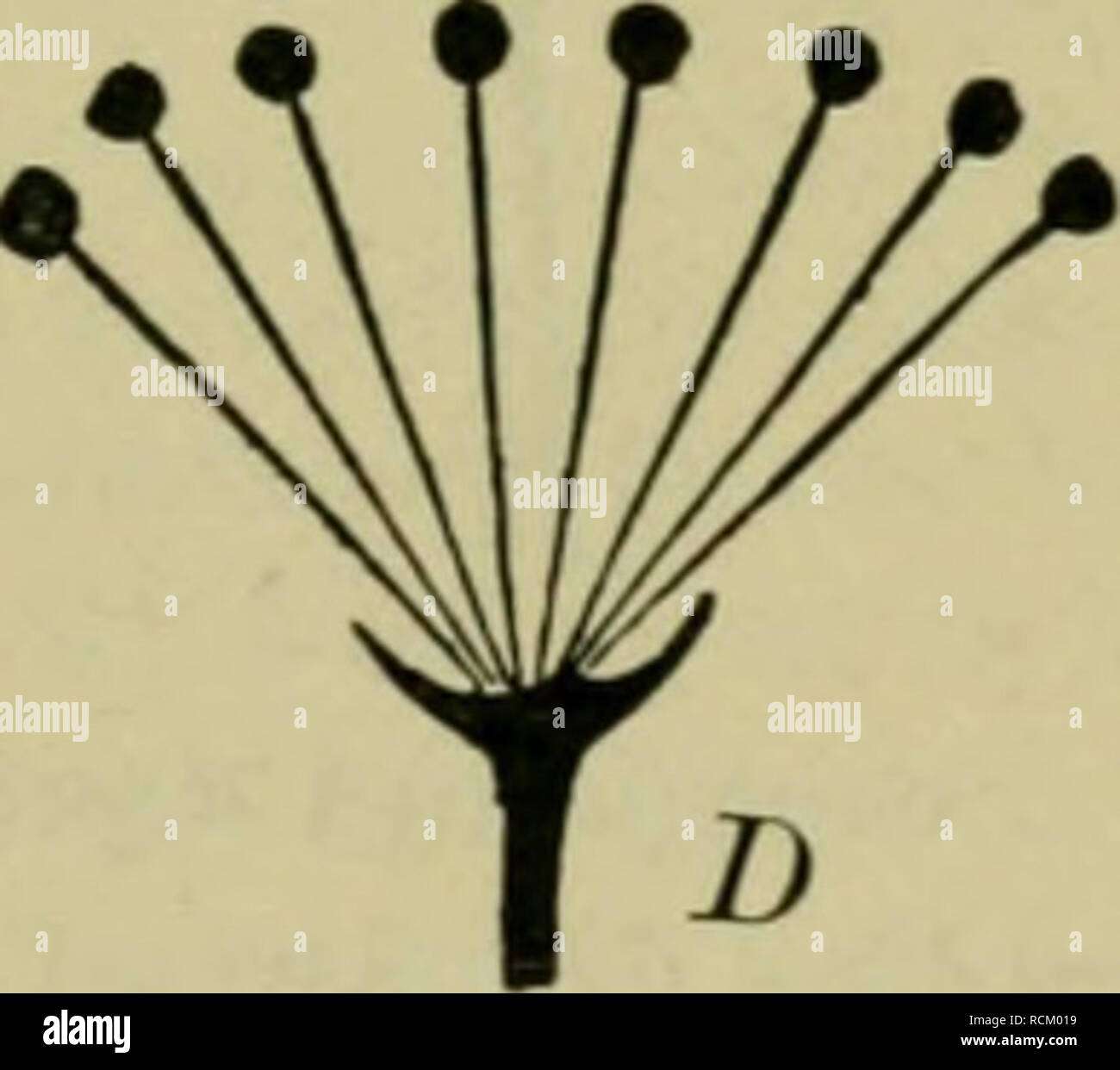 . Elements of botany. Plants. y^ . D E Fig. 113. —Diagrams of ...