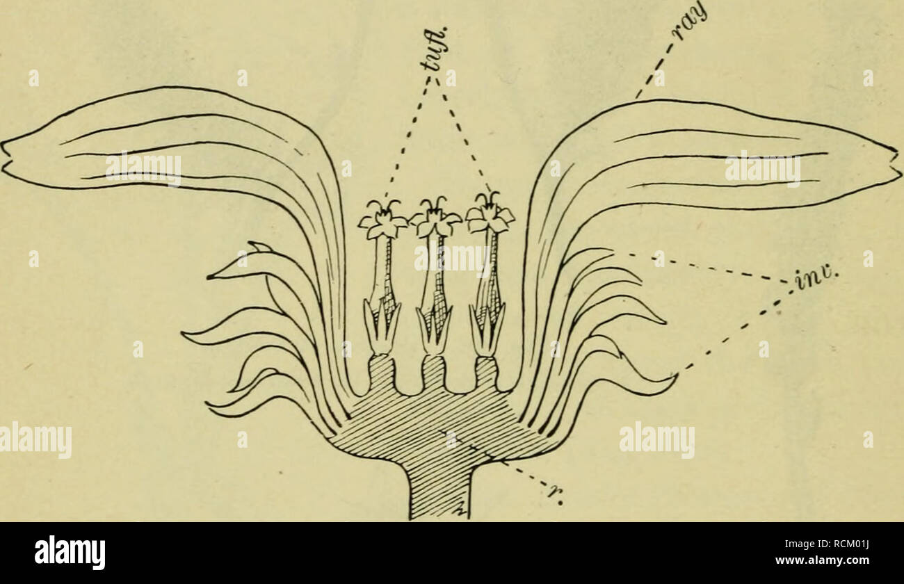 . Elements of botany. Plants. 134 ELEMENTS OF BOTANY. most showy ...