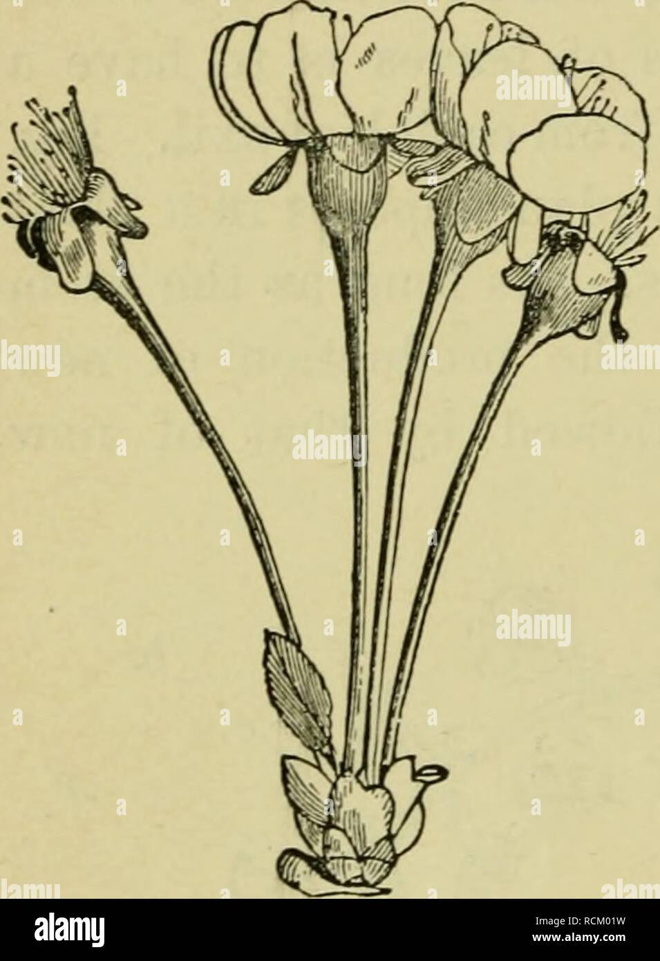 . Elements of botany. Plants. 132 ELEMENTS OF BOTANY. The Raceme and ...