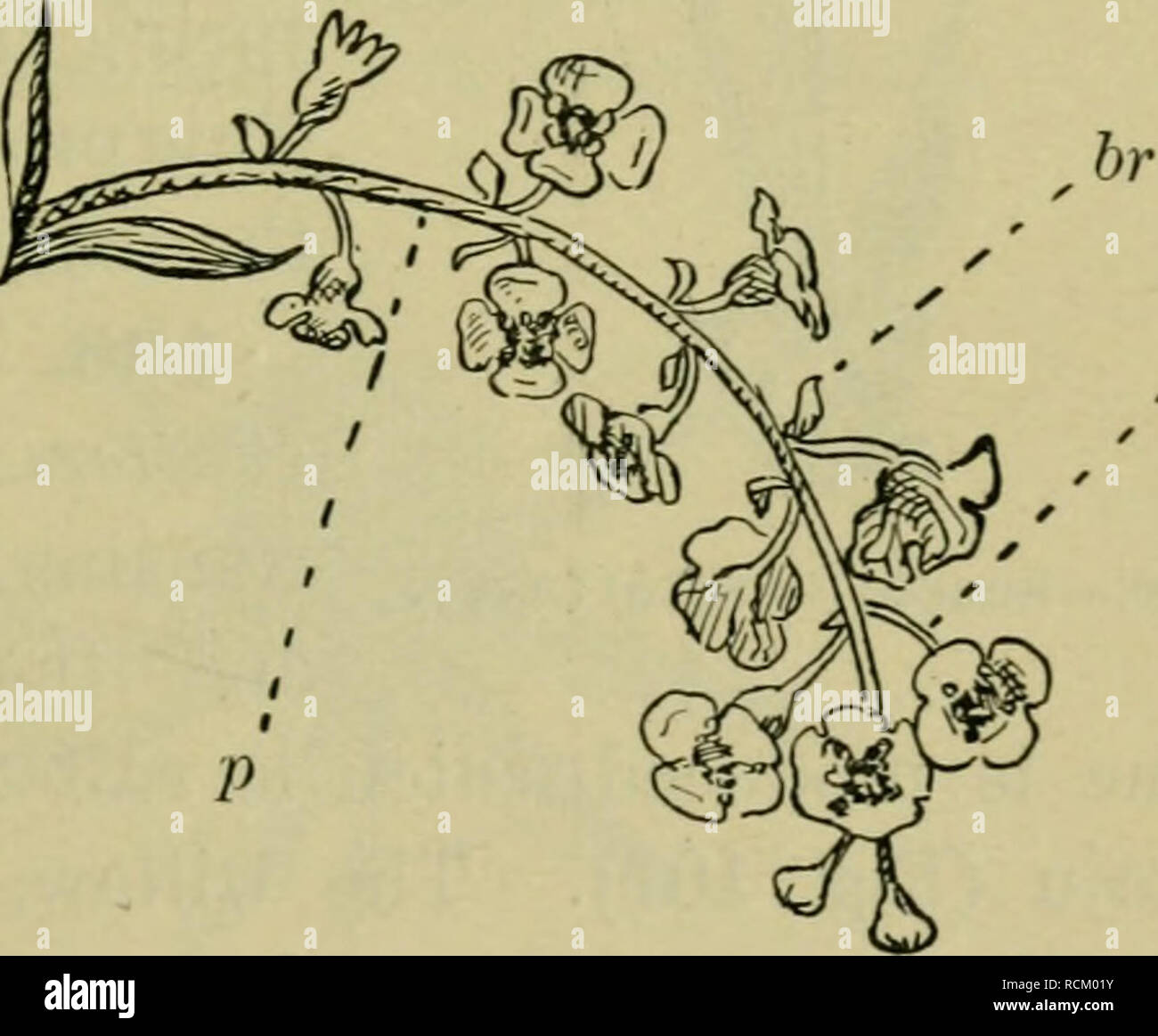 . Elements of botany. Plants. Fig. 104. — Axillary and Solitary Flow ...