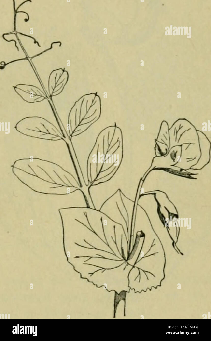 . Elements of botany. Plants. FiG. 90. — Brancli of a Euplior- bia ...