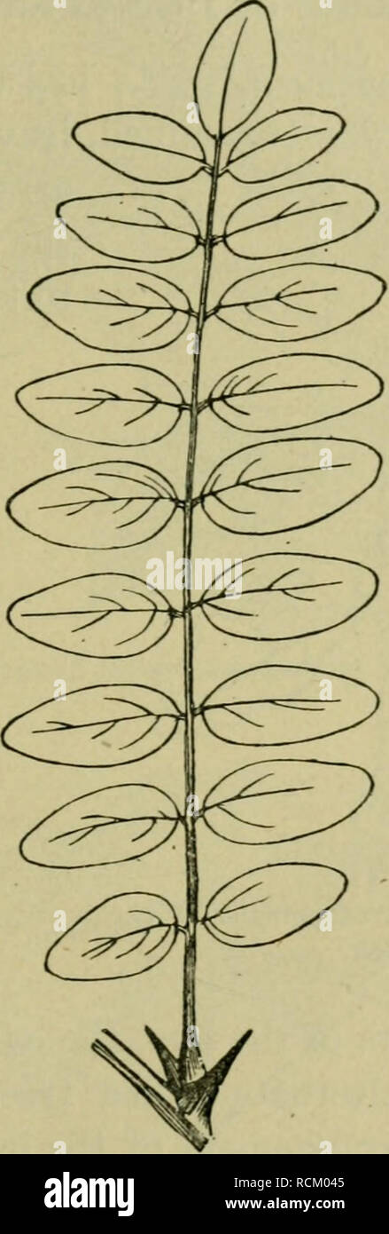 . Elements of botany. Plants. LEAVES. 93 That a compound leaf, in spite ...