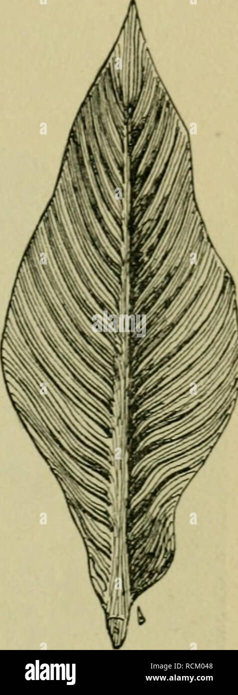 . Elements of botany. Plants. LEAVES. 91 120. Occurrence of Netted ...