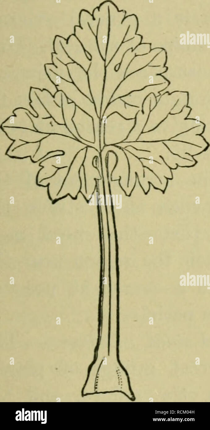 . Elements of botany. Plants. LEAVES. 89 more or less perfectly tliau a ...