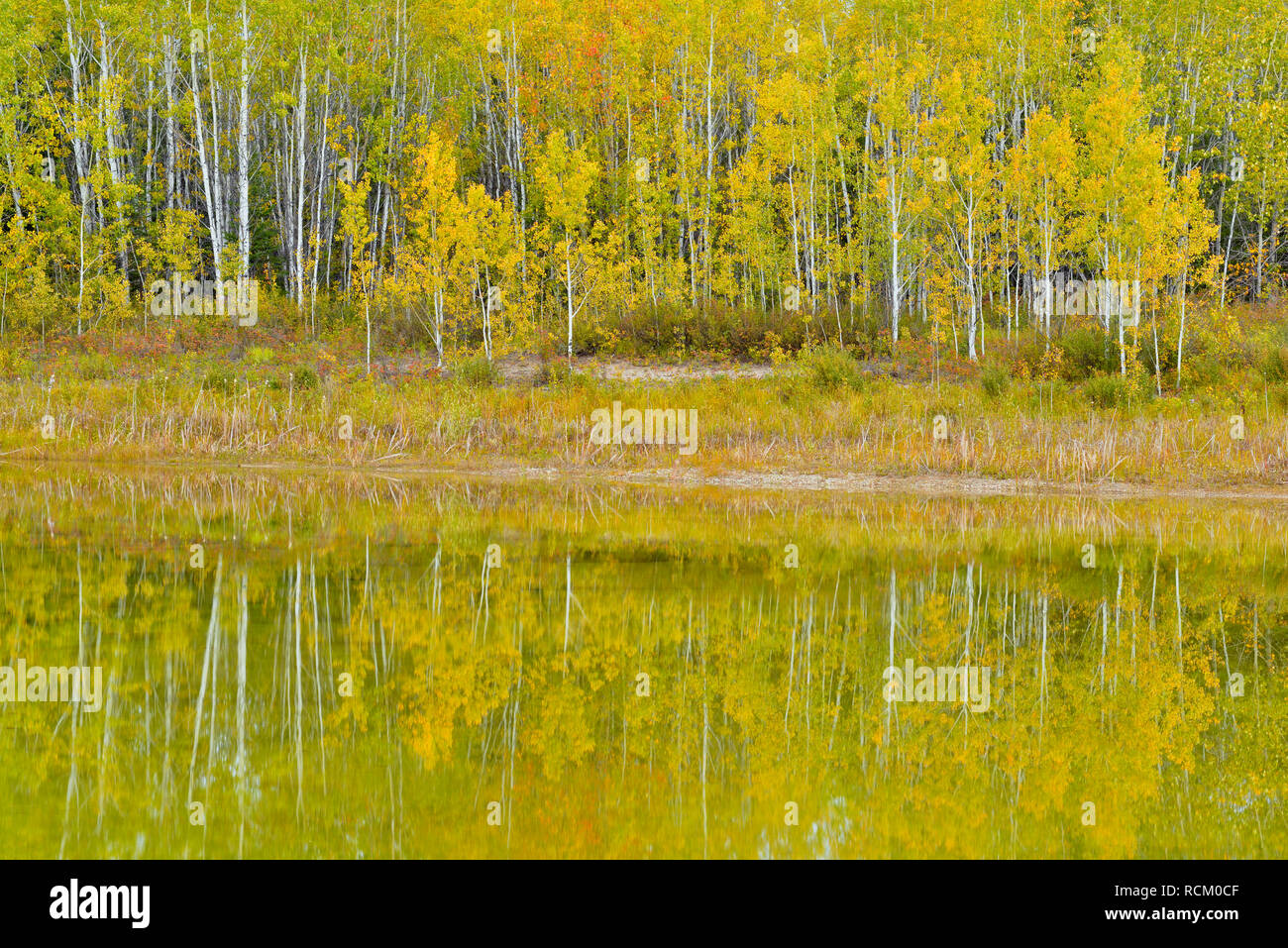 Autumn aspens reflected in a small pond, Fort Providence, Northwest ...