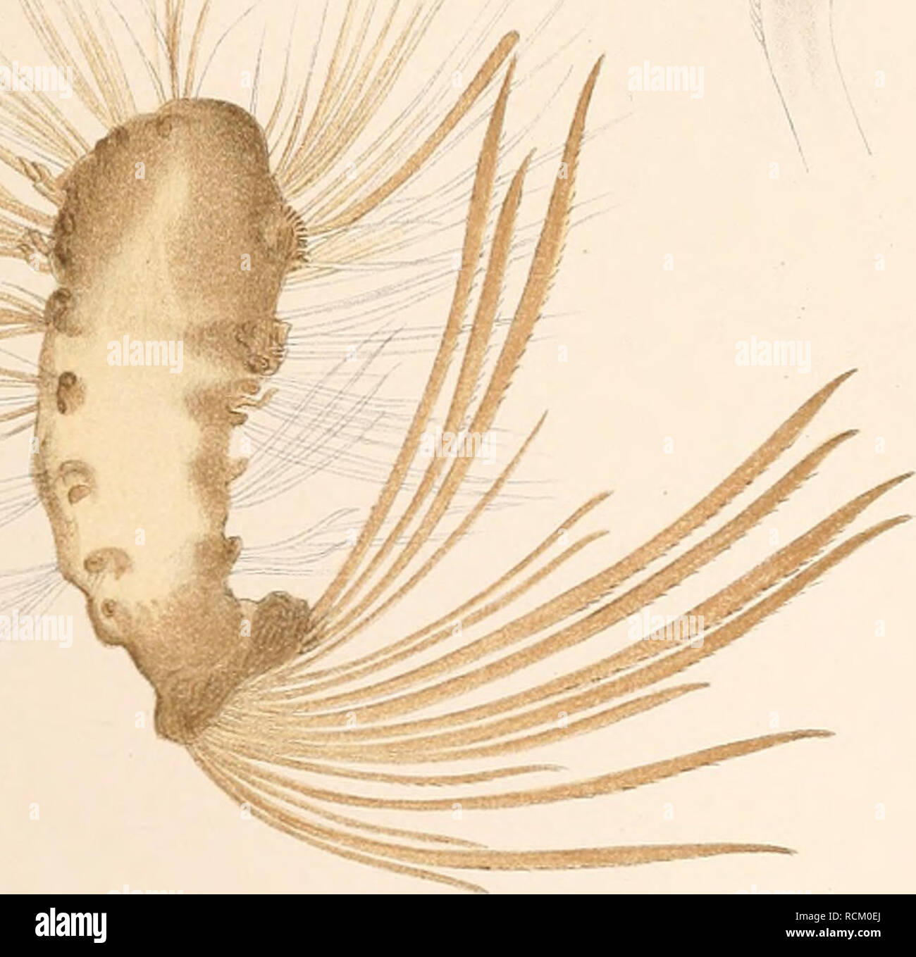 Spirorbis sp hi-res stock photography and images - Alamy