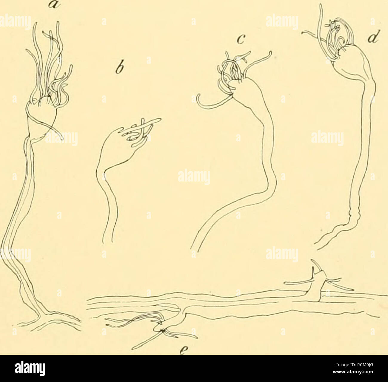 . Deutsche Südpolar-Expedition, 1901-1903, im Auftrage des Reichsamtes ...