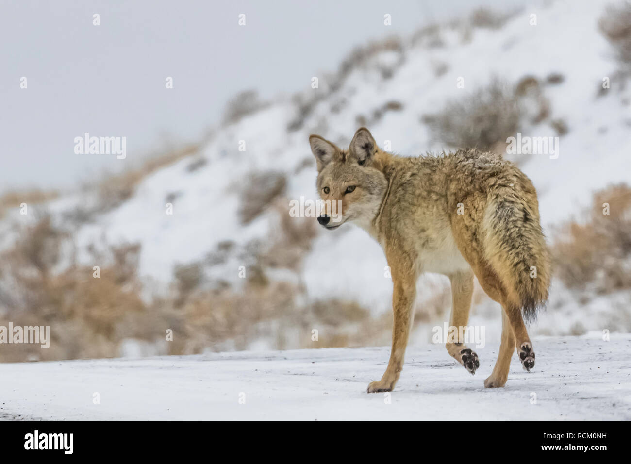 Coyote prey hi-res stock photography and images - Alamy