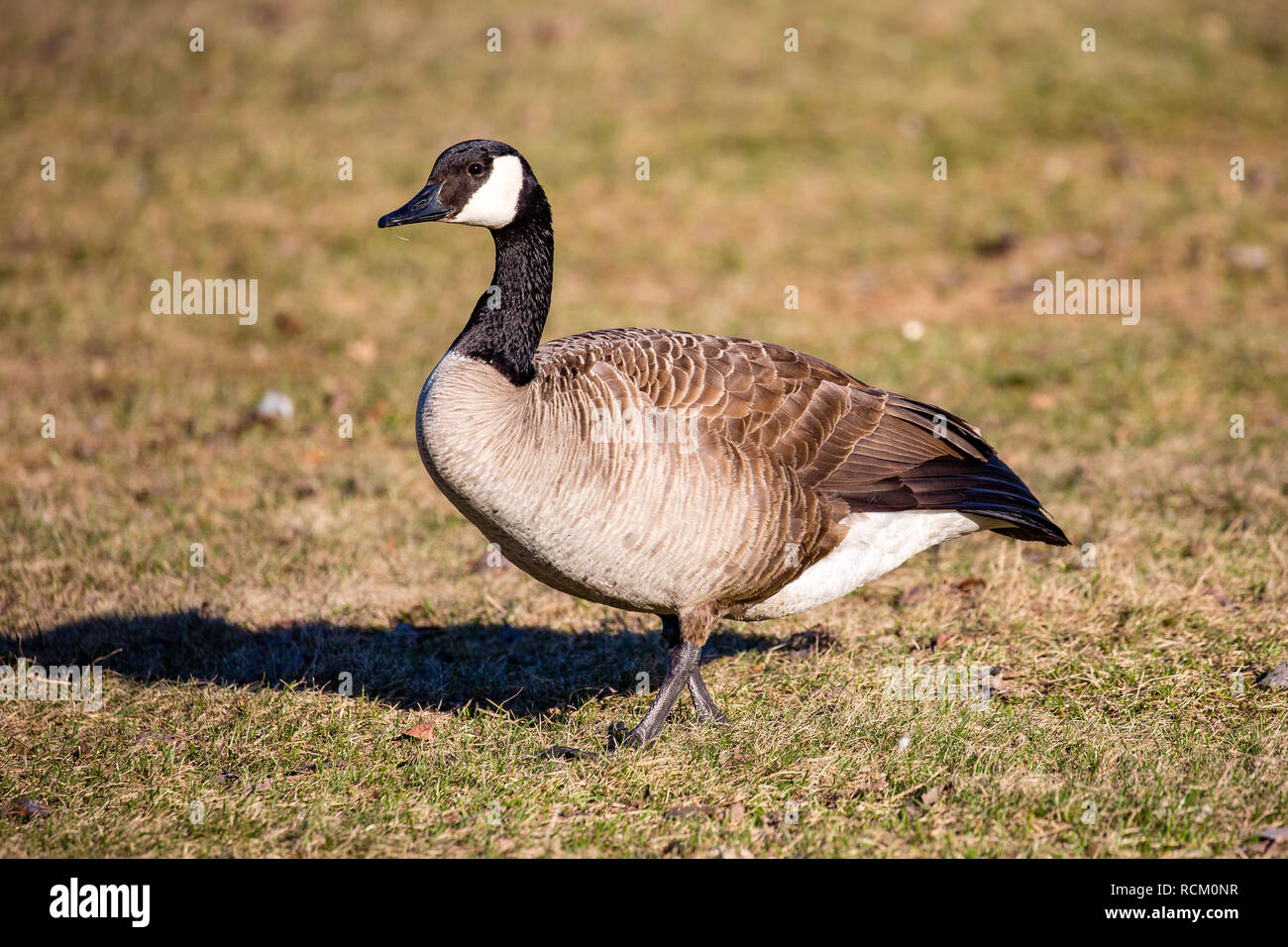Canada goose back hi-res stock photography and images - Alamy