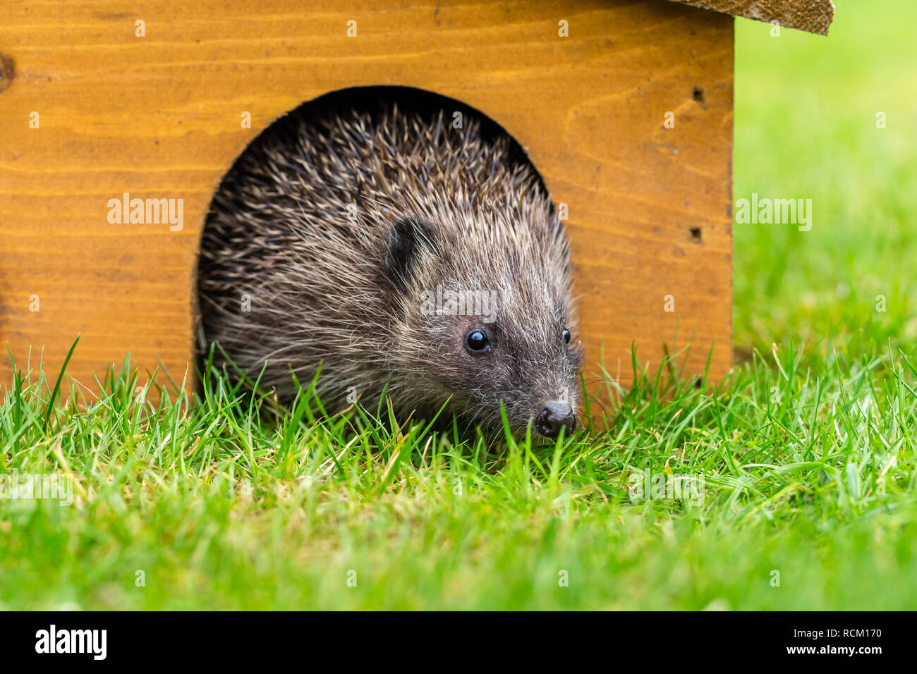 Hedgehog, (Erinaceus europaeus) native, wild,European hedgehog in ...